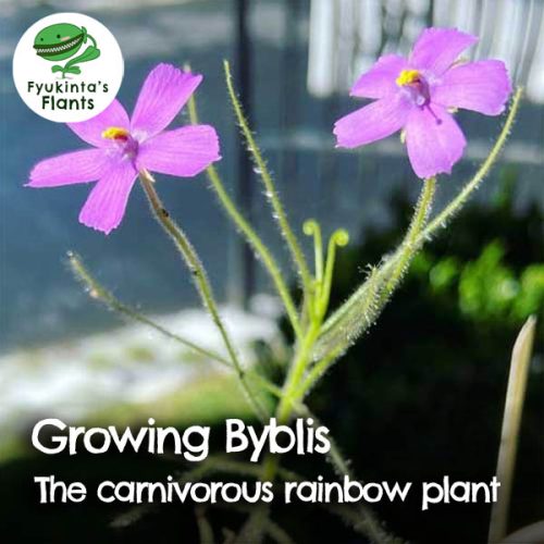 Frequently Asked Questions About Byblis - Fyukinta's Flants