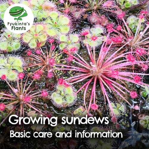 Propagating sundews - Fyukinta's Flants